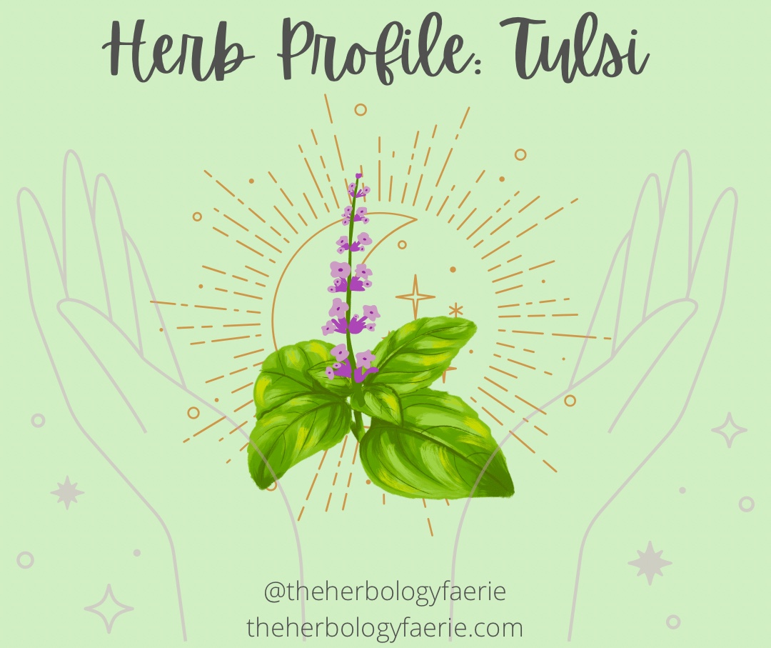 Herb Profile: Tulsi – The Herbology Faerie