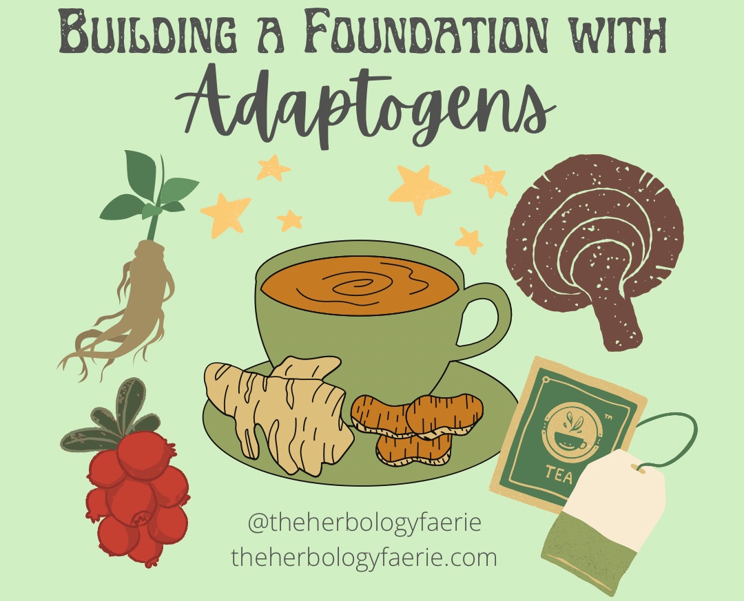 Building a Foundation With Adaptogens – The Herbology Faerie