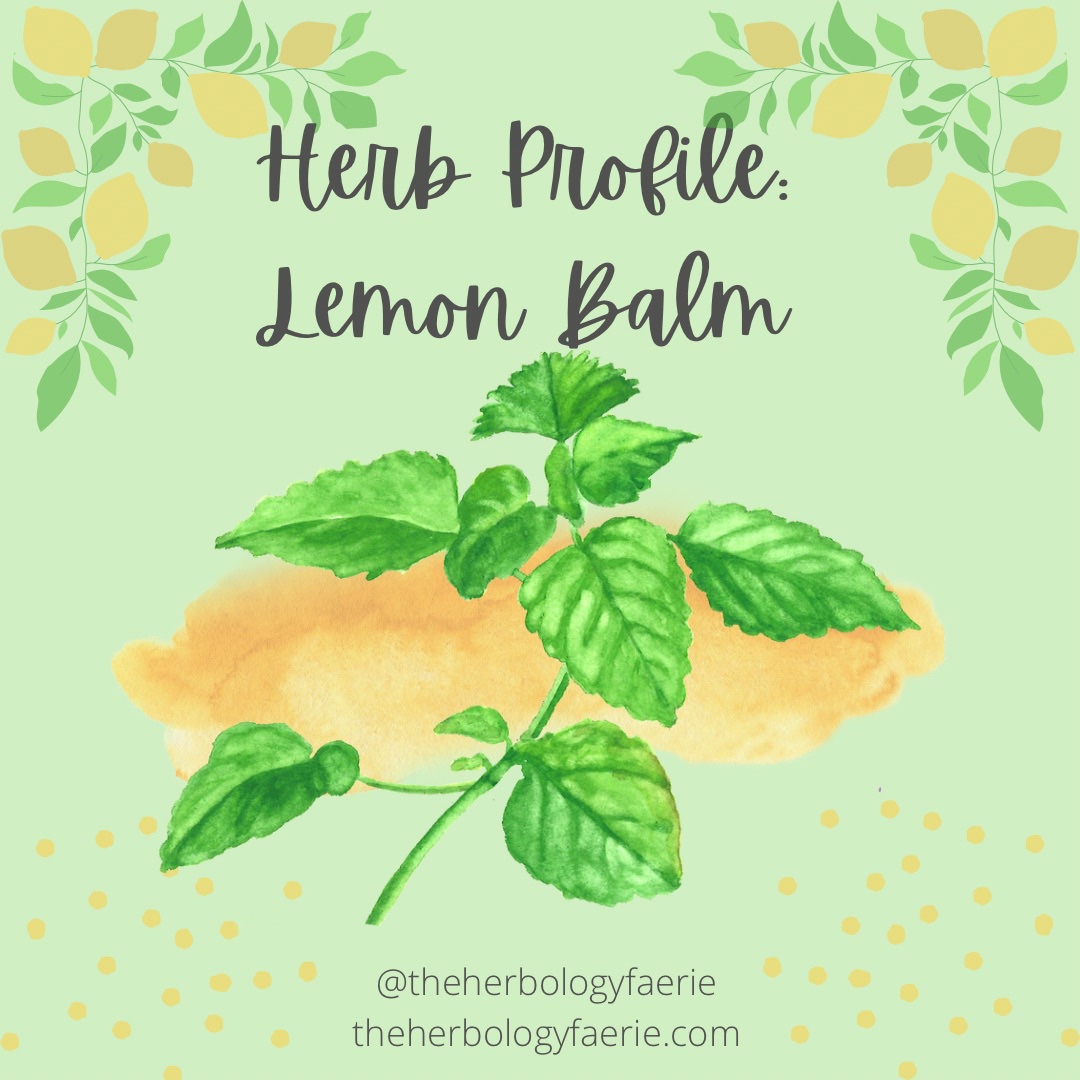 Herb Profile: Lemon Balm – The Herbology Faerie