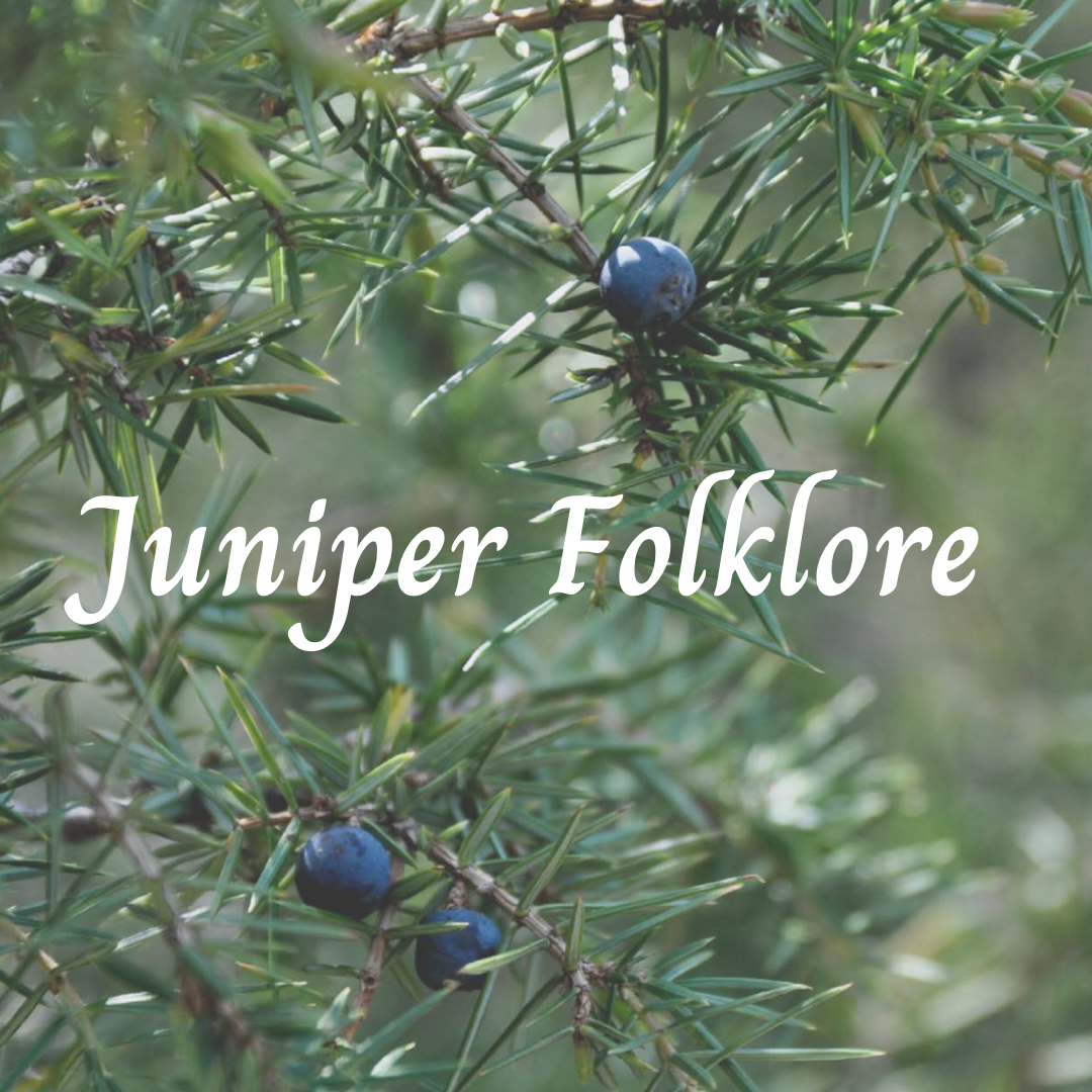 Juniper Folklore – The Herbology Faerie